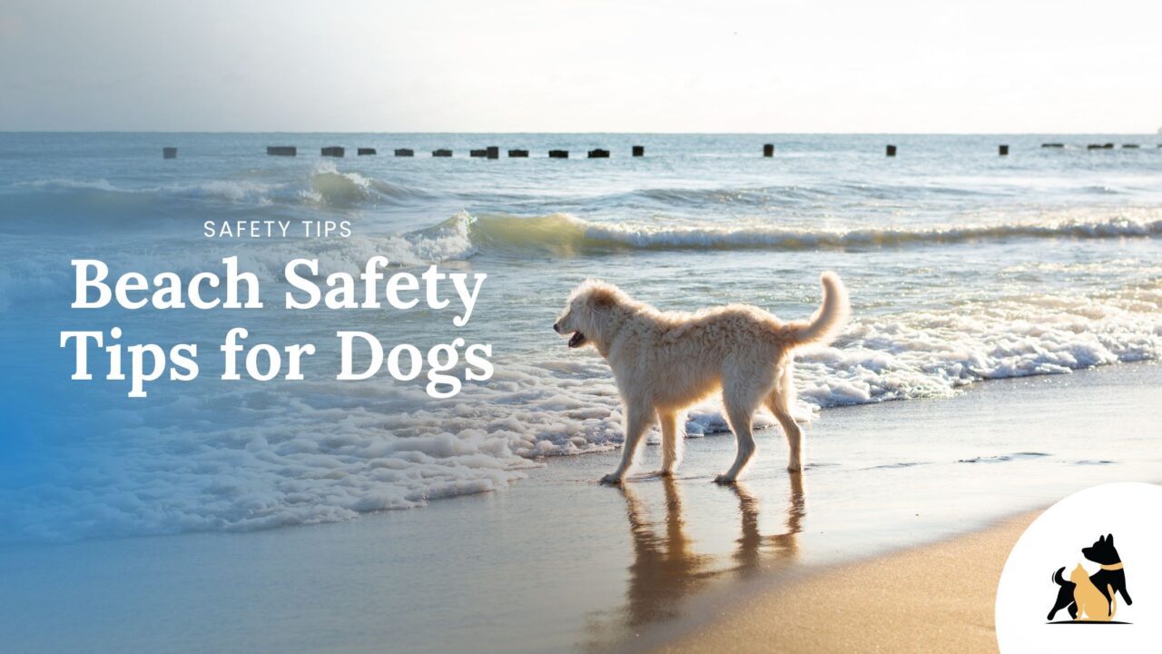 10 Beach Safety Tips for Dogs | Hometown Veterinary Partners 10 Beach Safety Tips for Dogs | Hometown Veterinary Partners