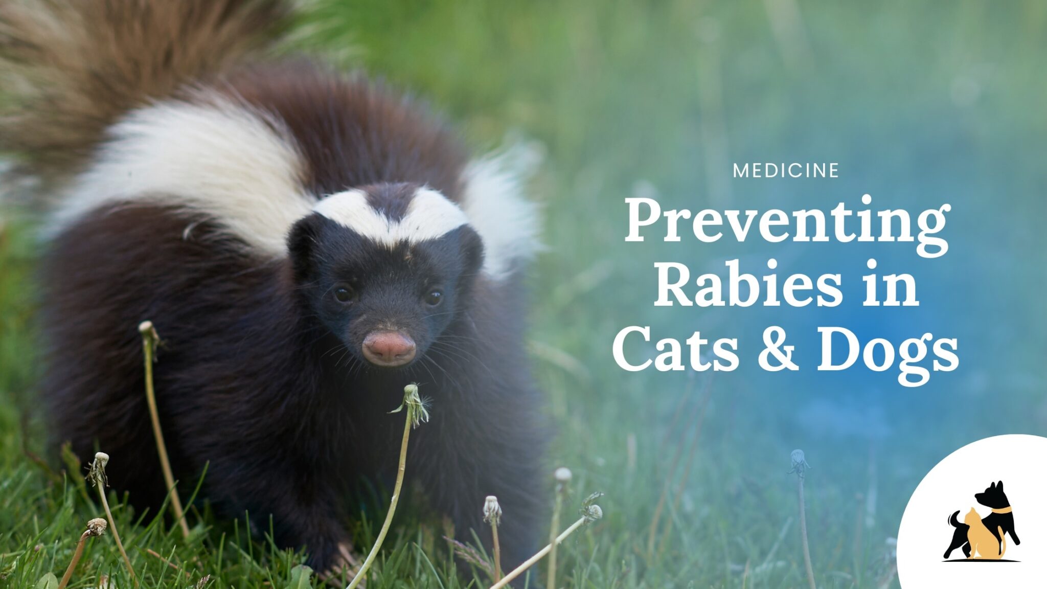 How to Prevent Rabies in Dogs and Cats - Hometown Veterinary Partners