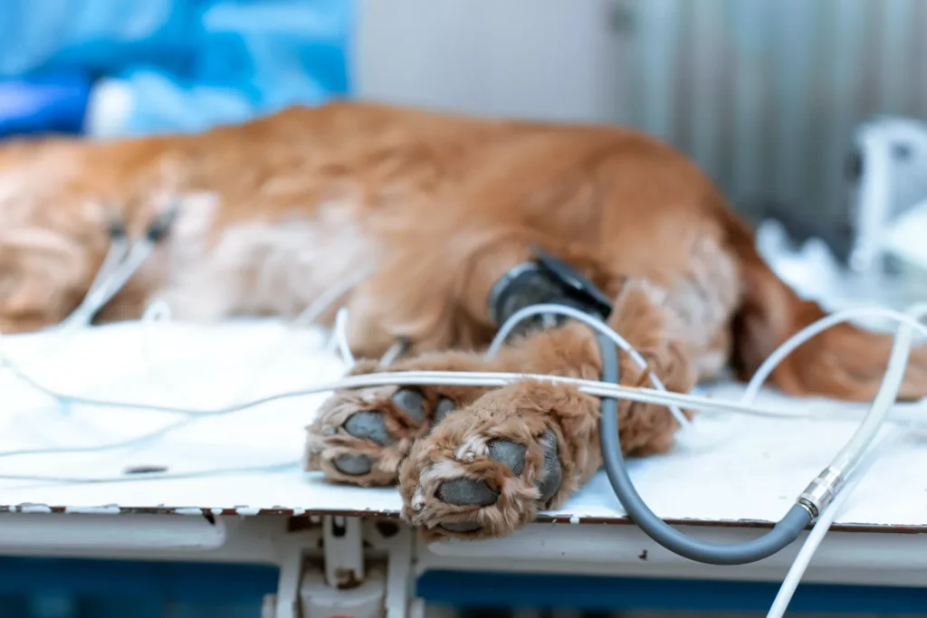Dog Surgery in North Brookfield - Hometown Veterinary Partners